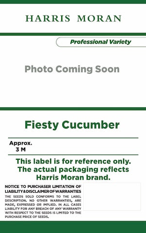 FIESTY CUCUMBER HM – Tropical Gold Seeds