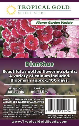DIANTHUS – Tropical Gold Seeds
