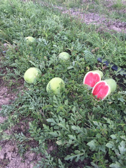 MICKEY LEE GOLD WATERMELON F1 – Tropical Gold Seeds