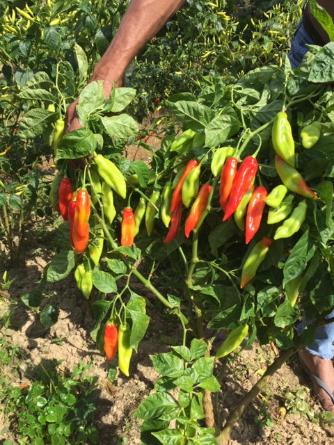 MARACAS RED PIMIENTO – Tropical Gold Seeds