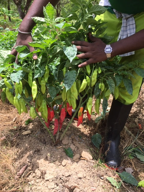 MARACAS RED PIMIENTO – Tropical Gold Seeds